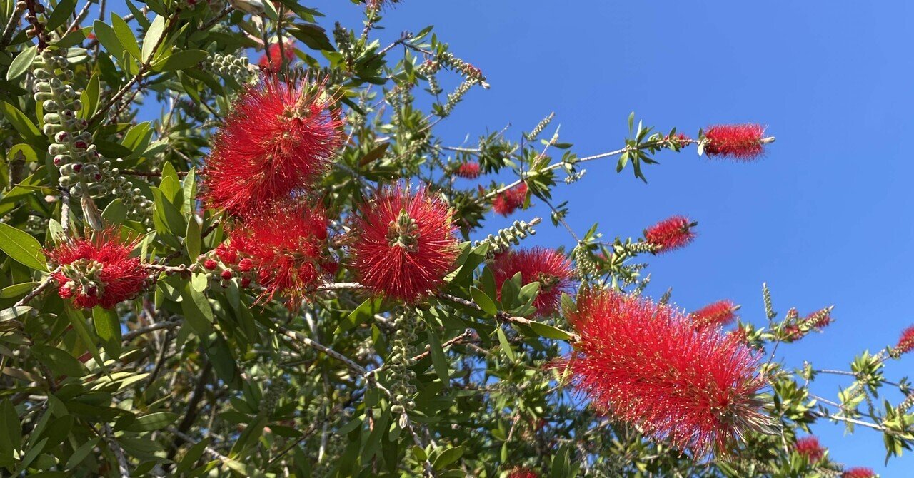 ブラシノキ花盛り｜之哲／Yuki Satoru