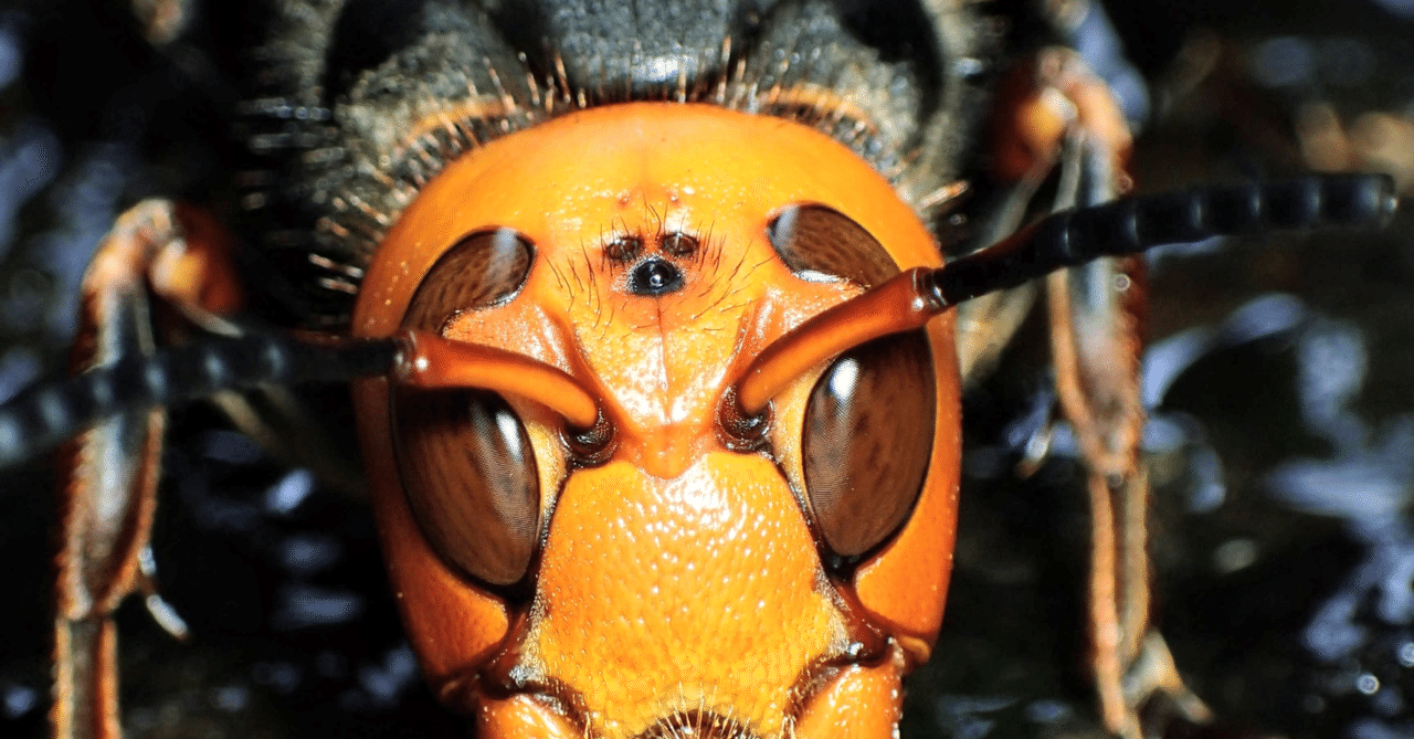 スズメバチの好物｜COZY KOJI