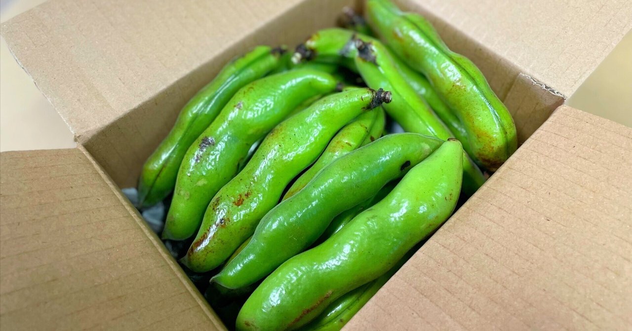 今シーズン初！【そら豆】の大収穫！🔥🔥｜SANAE FARM | さなえファーム