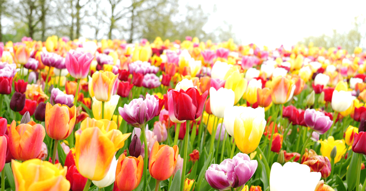 古沢広祐（Furusawa Koyu）｜note