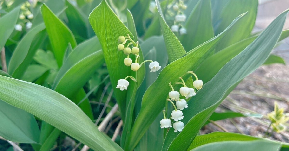 ギフトと循環｜Hara Ikumi