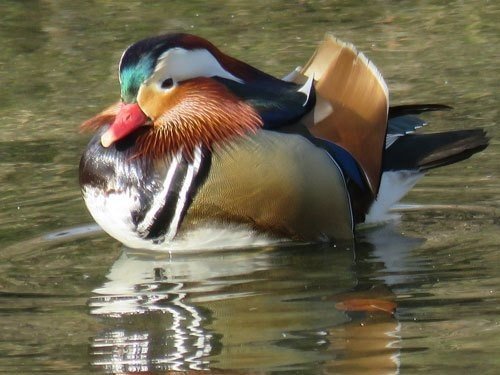 第506回 一字で表す鳥｜翆野 大地
