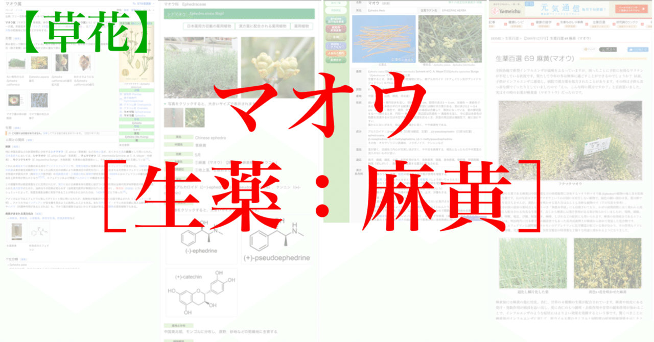 【草花】マオウ[生薬：麻黄]｜200im