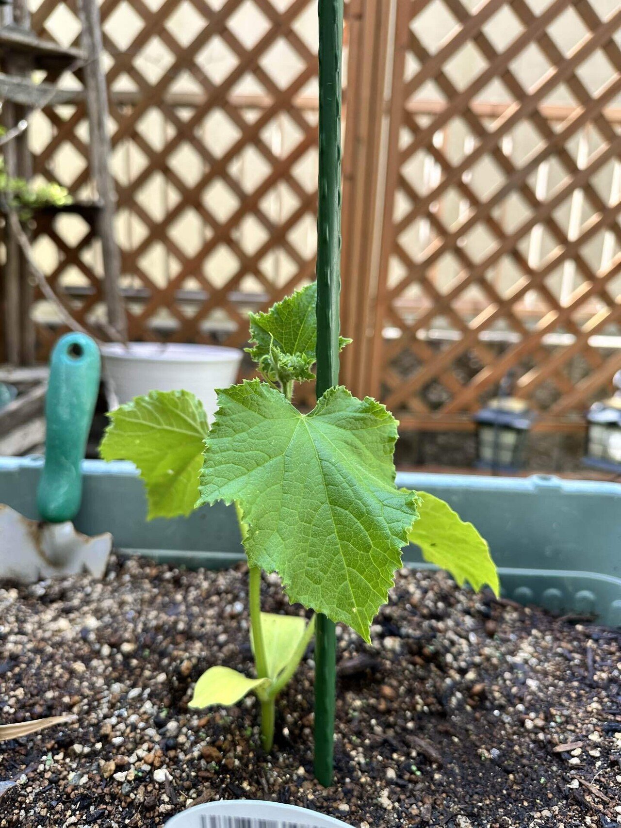 家庭菜園 20240511 9日目｜Koji