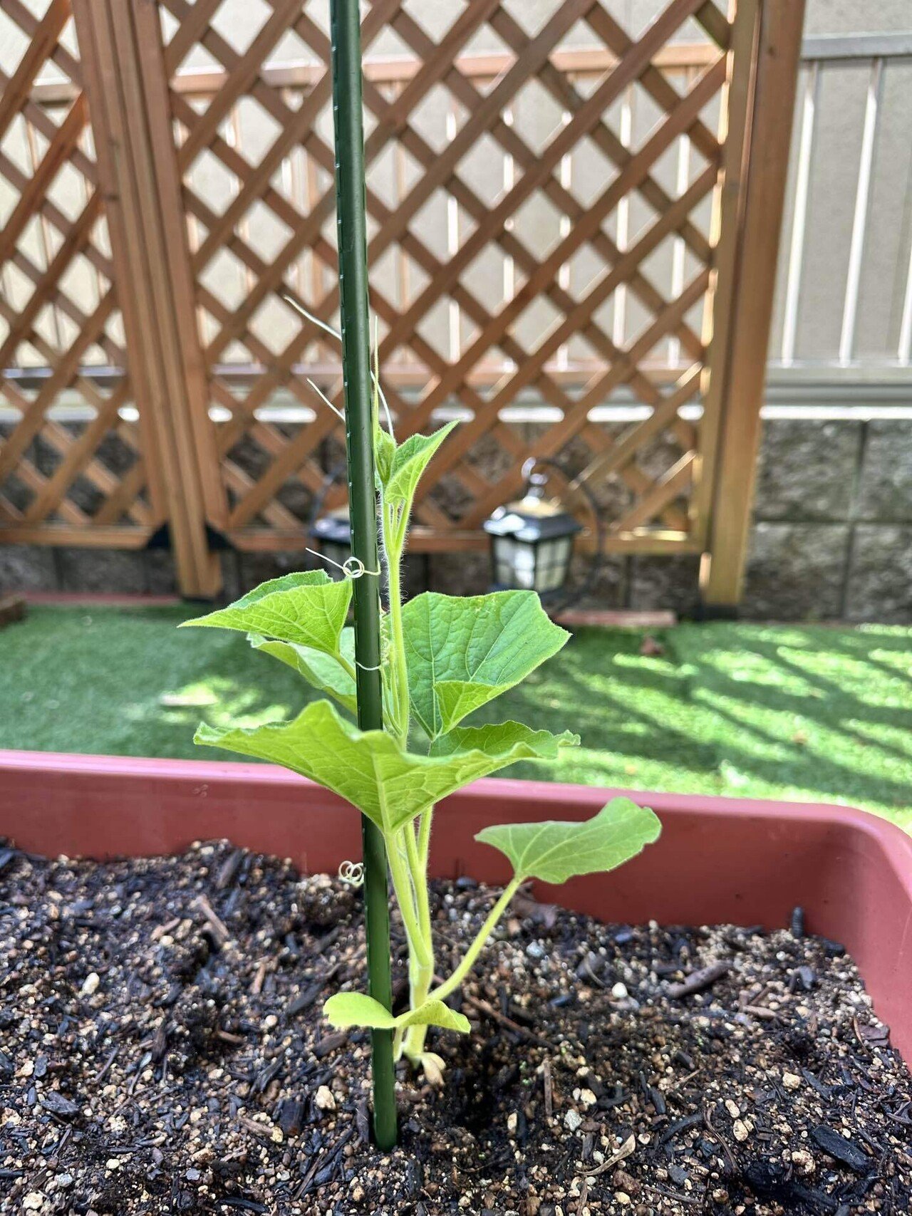 家庭菜園 20240511 9日目｜Koji