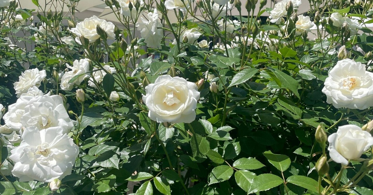 吉川賢一 / Kenichi Yoshikawa｜note