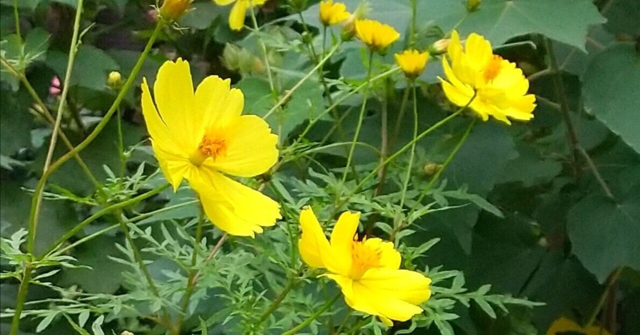 UNWIND&KOMOREBI｜note