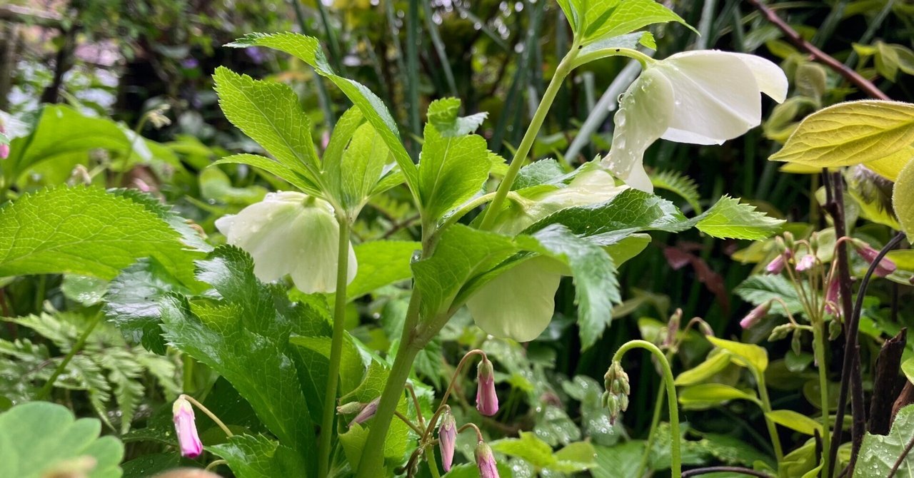 ふと・・・思う｜poporin