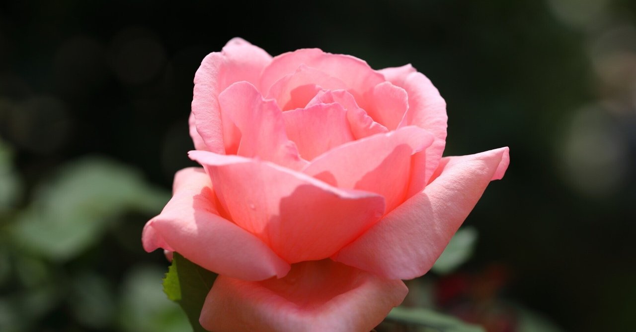 Strolling Ricky｜note