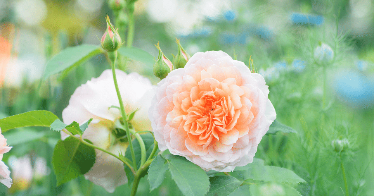 水野和奏 umi ｜note