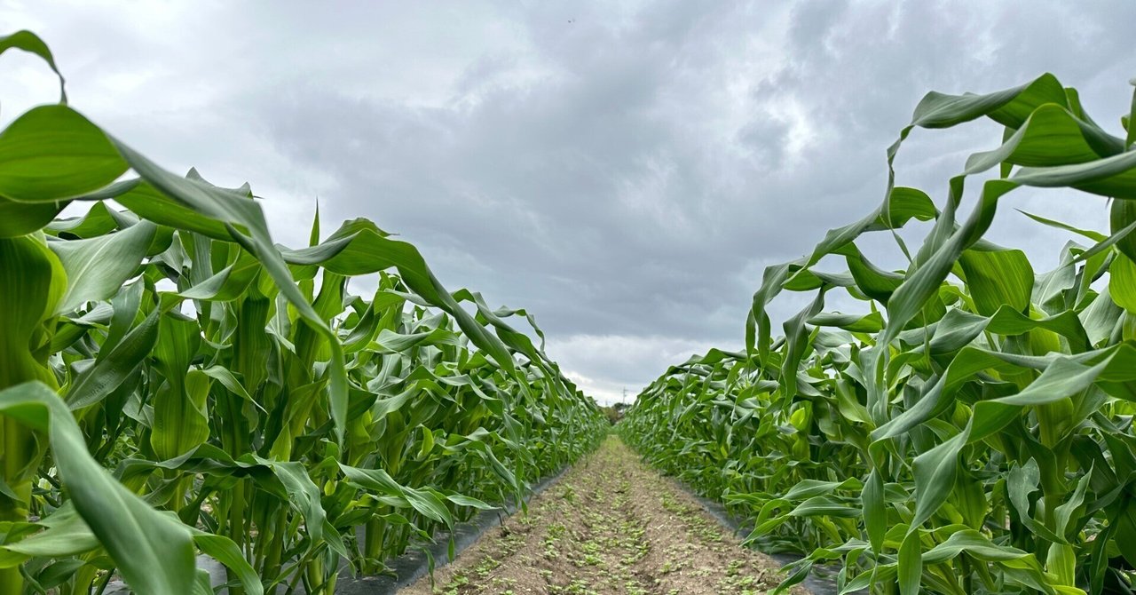 NicePapa 平野 尚志｜note