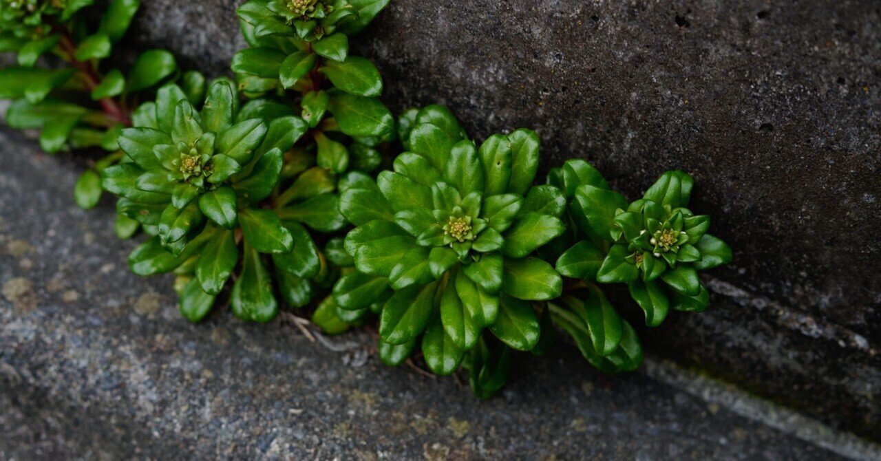 121『コピペで勉強ノートを作らない』｜Shinichi