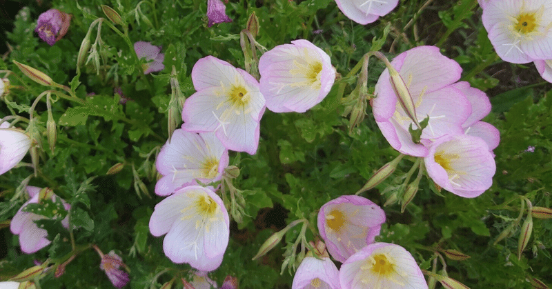 kuronekomarimo｜note