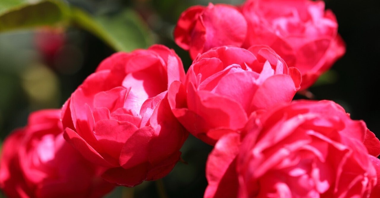 Strolling Ricky｜note