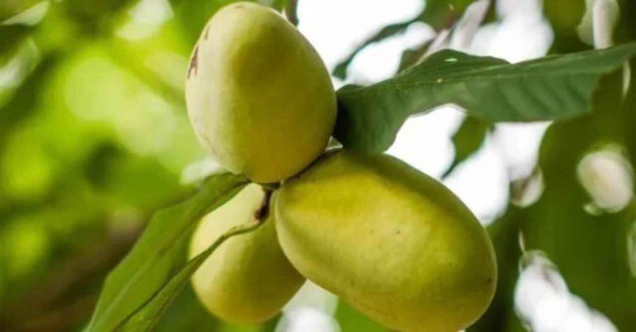 ポポー(Pawpaw)｜fumi