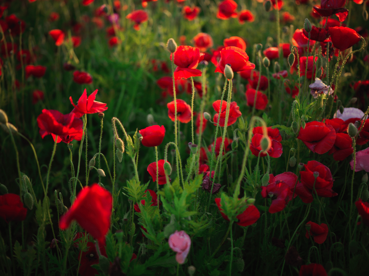 #3 Hasselblad XCD 2,5/25V｜きくりん