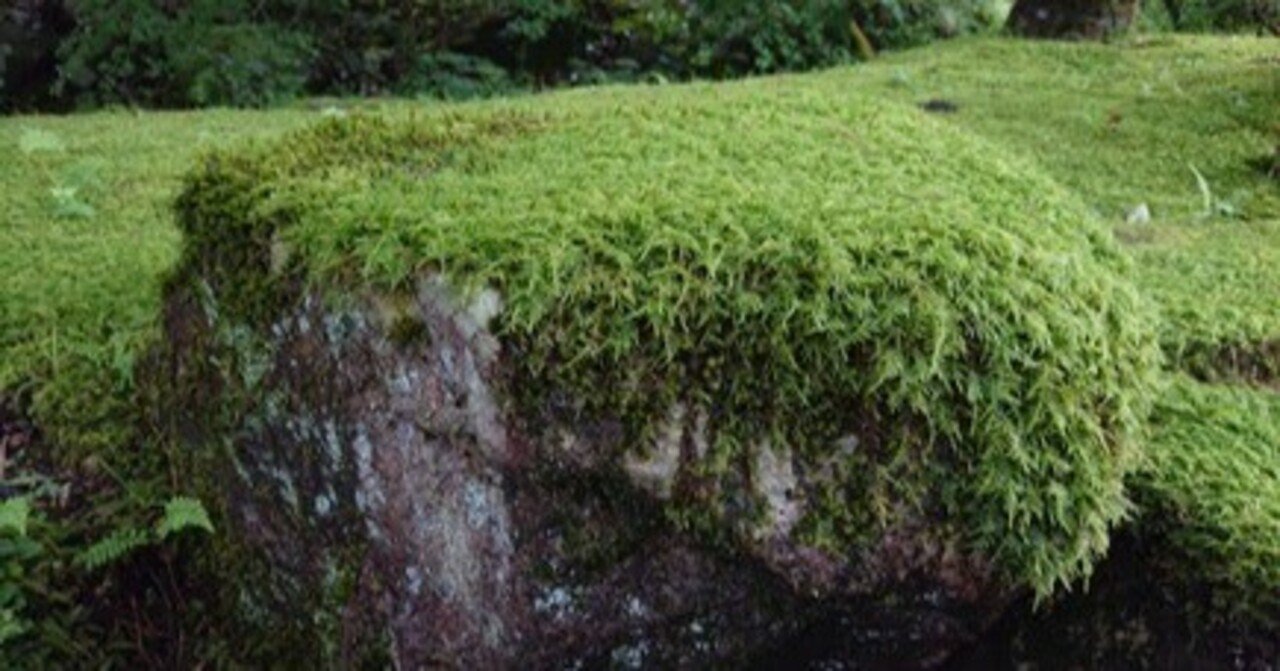 big_boy_baby_boy｜note