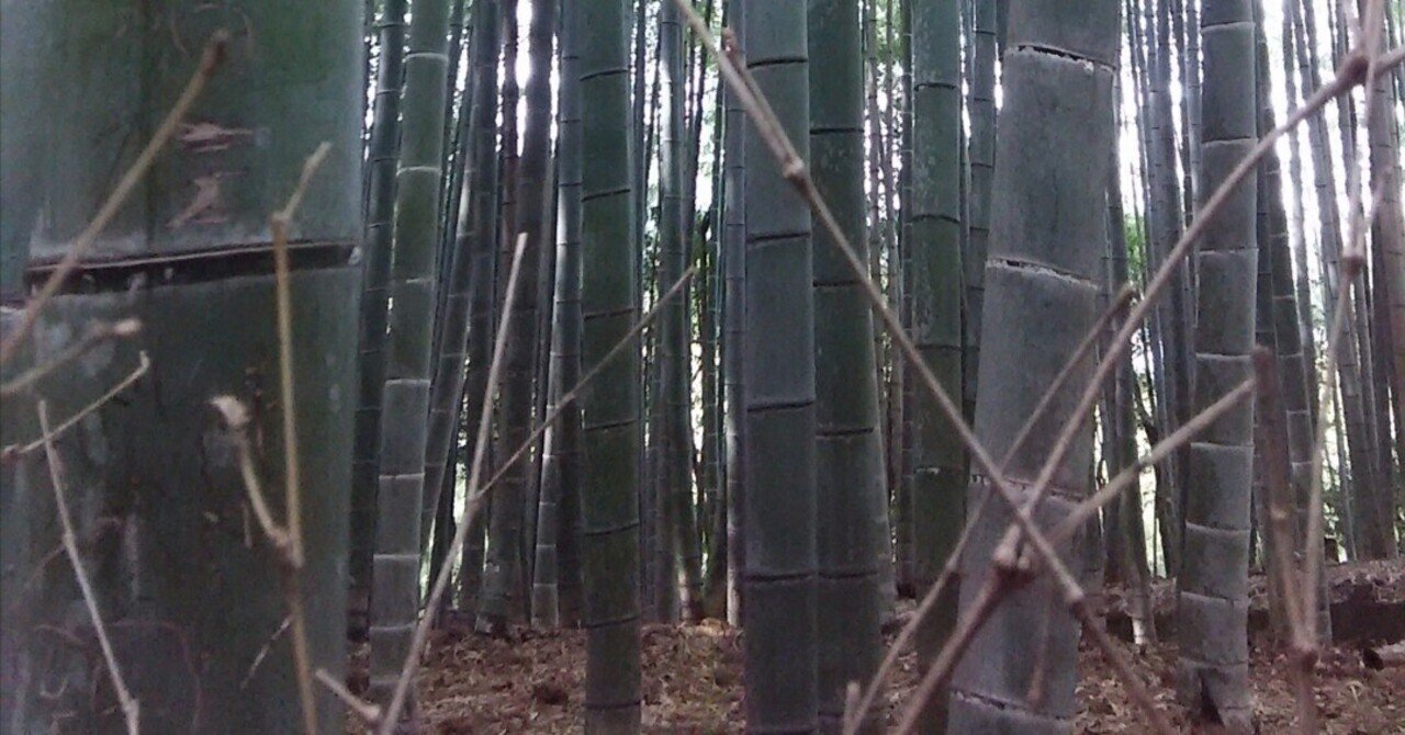 感情に振り回されない｜Mi Yoga Yinside 女性のための陰ヨガ×インドの伝統ヨガ×アーユルヴェーダ