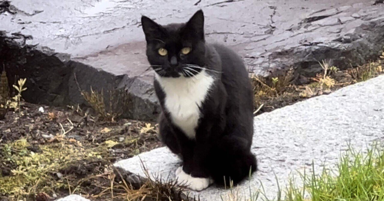 猫に見つめられる日｜yuka_note