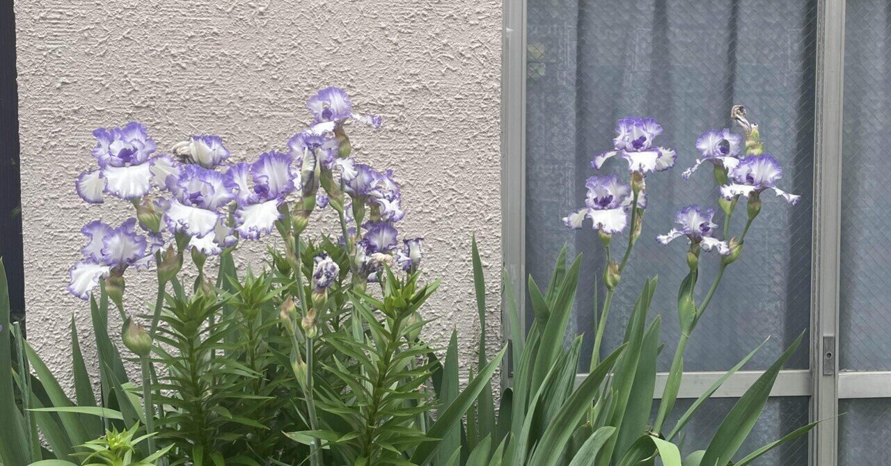 交換日記をしてくれるひと｜hn.