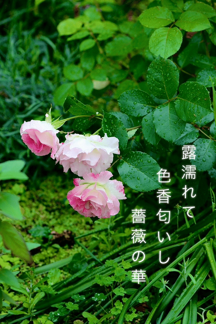 雨の公園で｜micay_lala