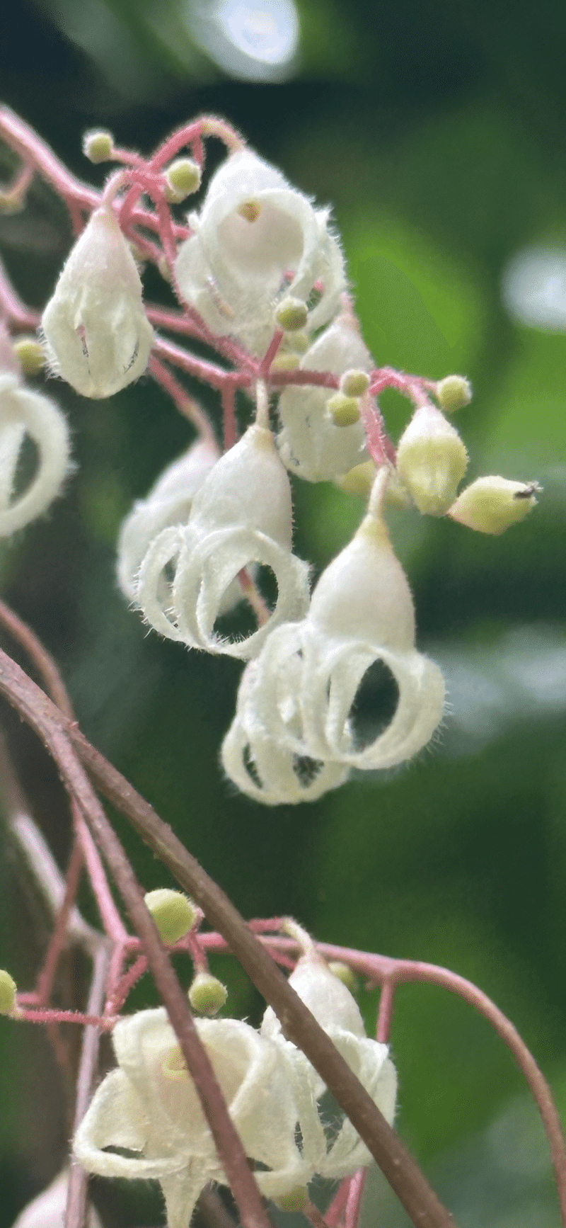 PING PONG TREE｜EGGSEED