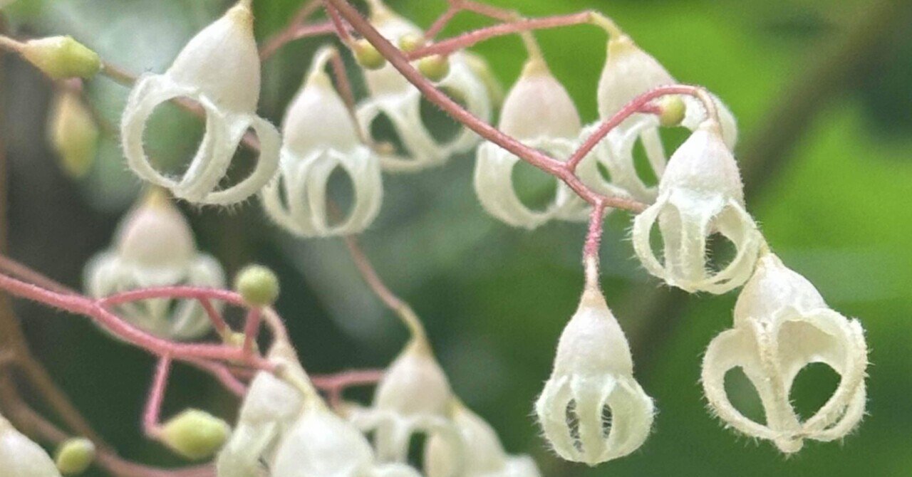 PING PONG TREE｜EGGSEED