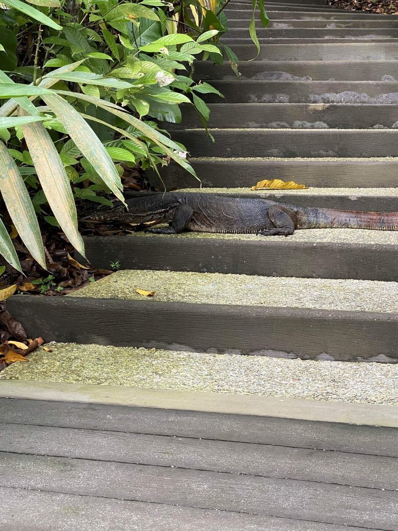 緑を味わえることにさんきゅう！｜ケープタウンで闘うShunta Suzuki