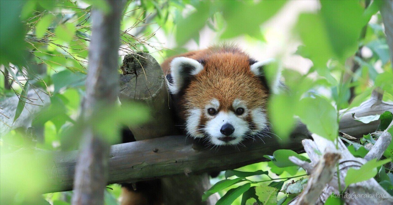 u1の考察ラボ🟢INFJ特化型考察記事投稿中🟢月間1.5万PV｜note