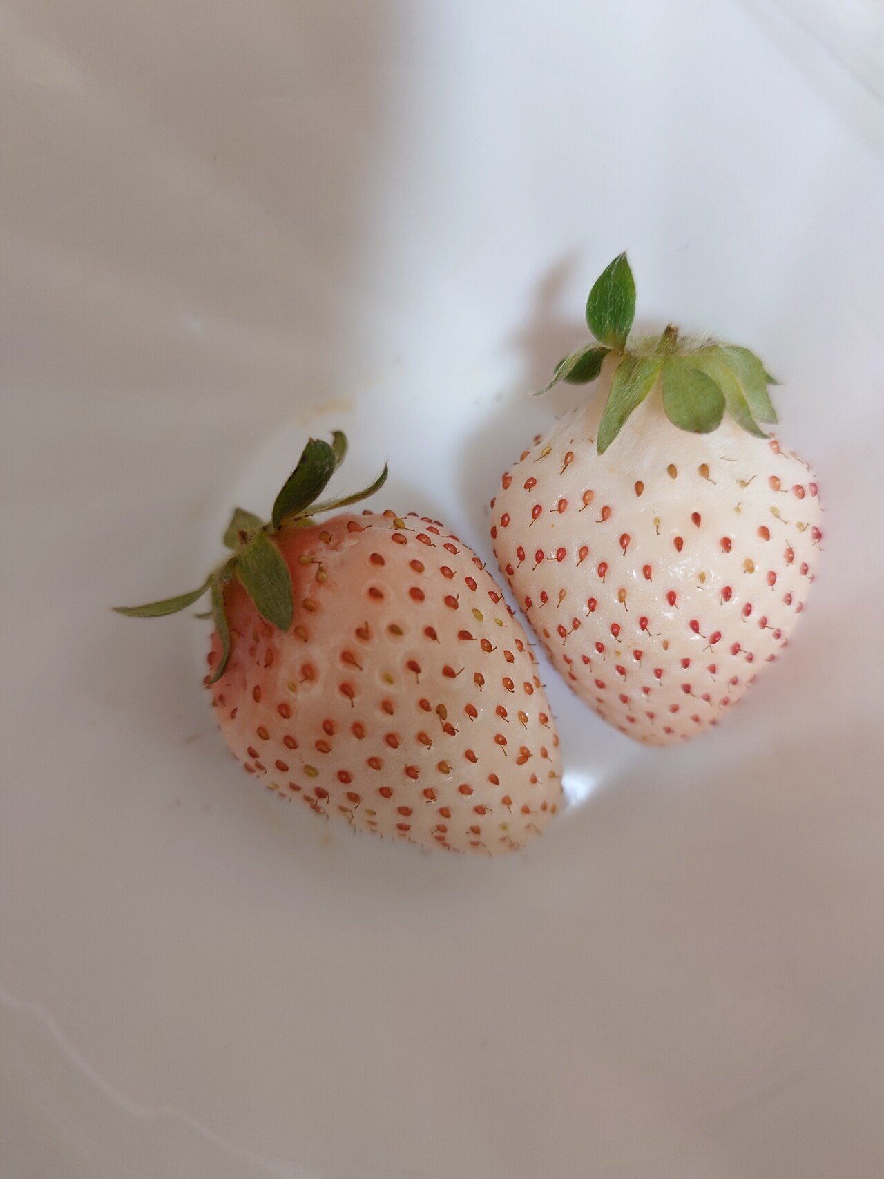 愛すべき弱みの話。人は尊敬ではなく相手の弱さの中に自分と同じ弱さを見つけると仲間になる説を聴いた。だから自分の弱みはジャンジャン見せるといい