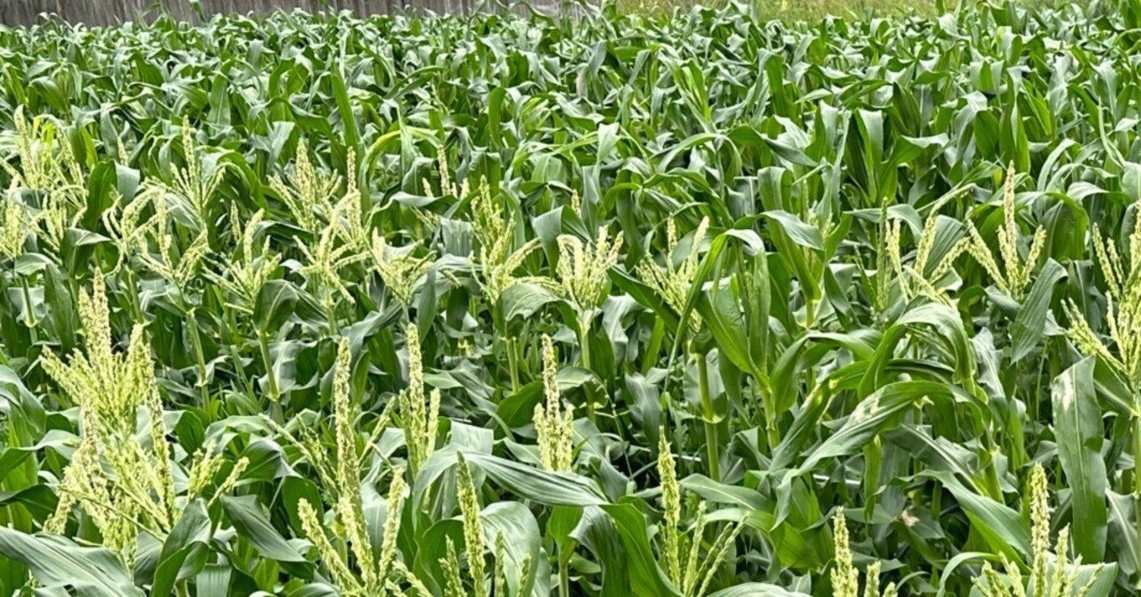 NicePapa 平野 尚志｜note