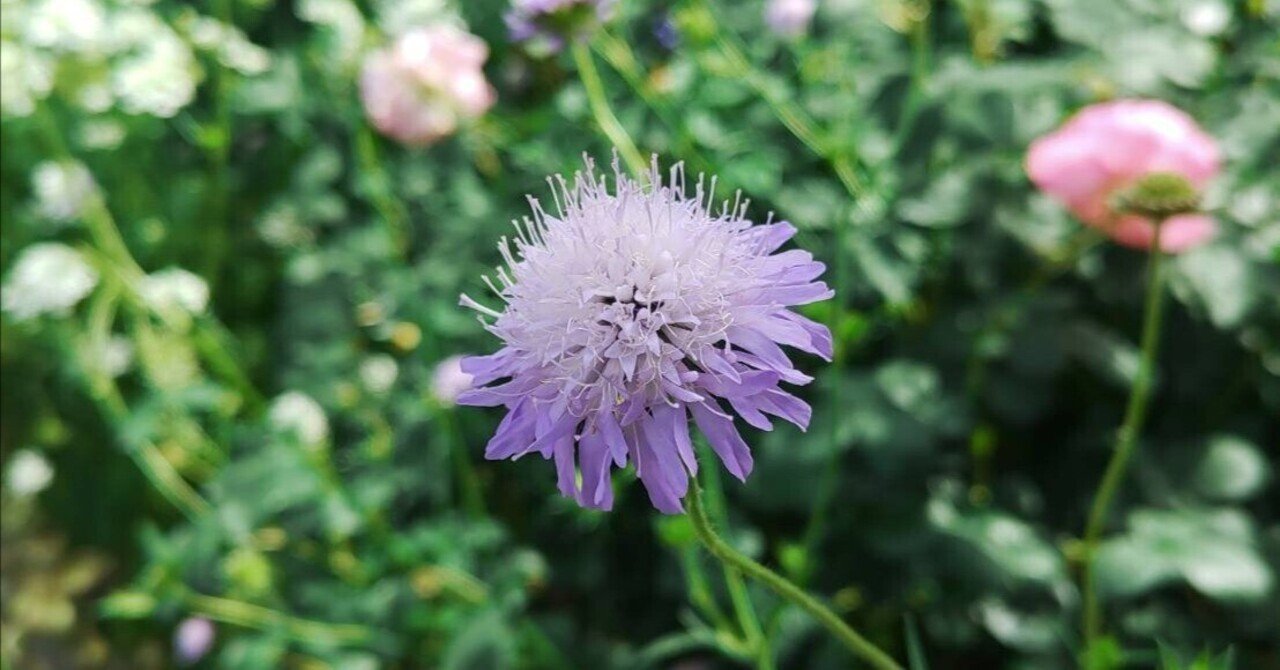 有料noteを買ってみた。｜みときんぐ