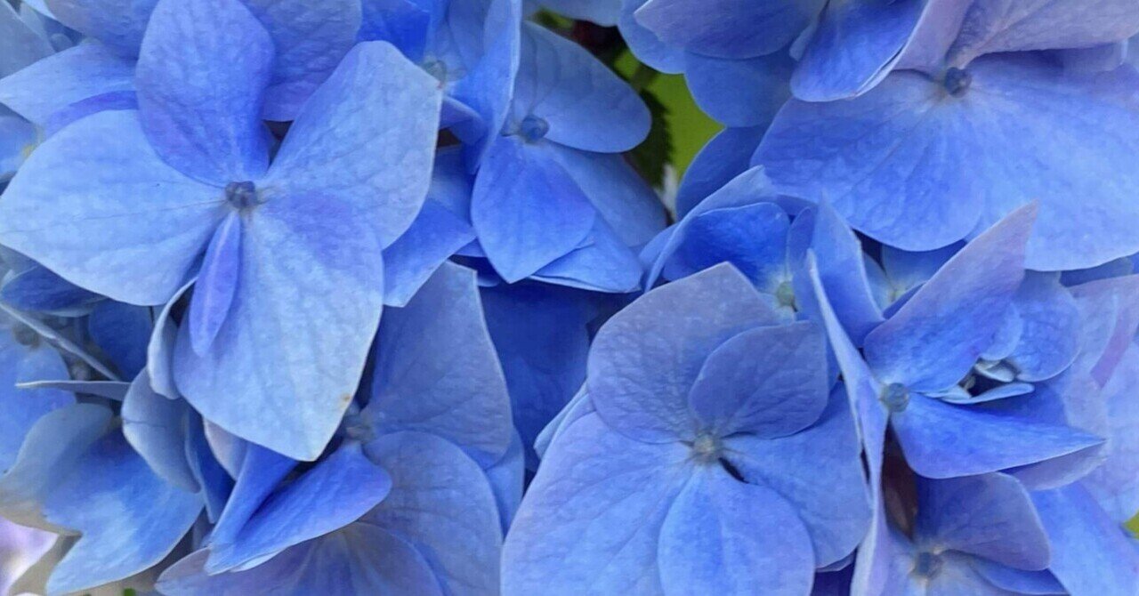 ヴァニタス=ヴァニタス｜薊詩乃/Azami Shino