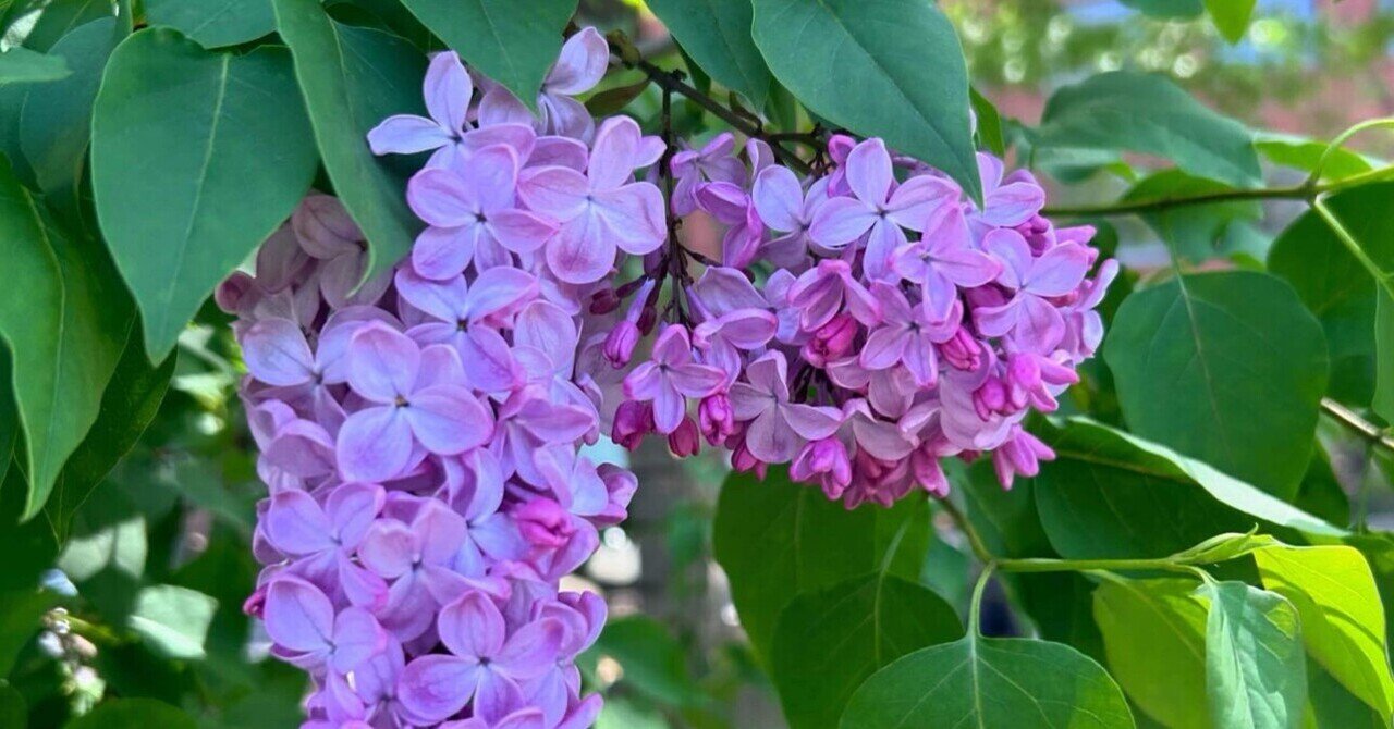 yuzuki-pengel｜note