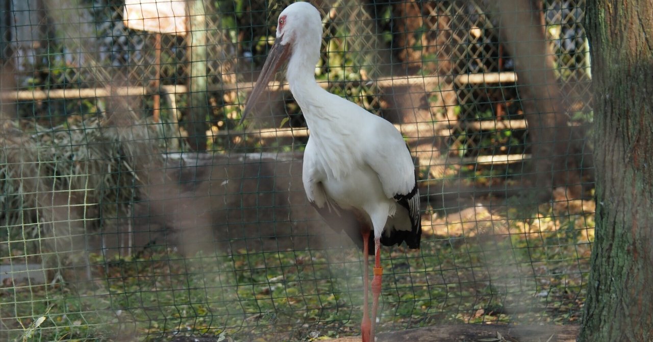 コウノトリ物語｜M_ayumi