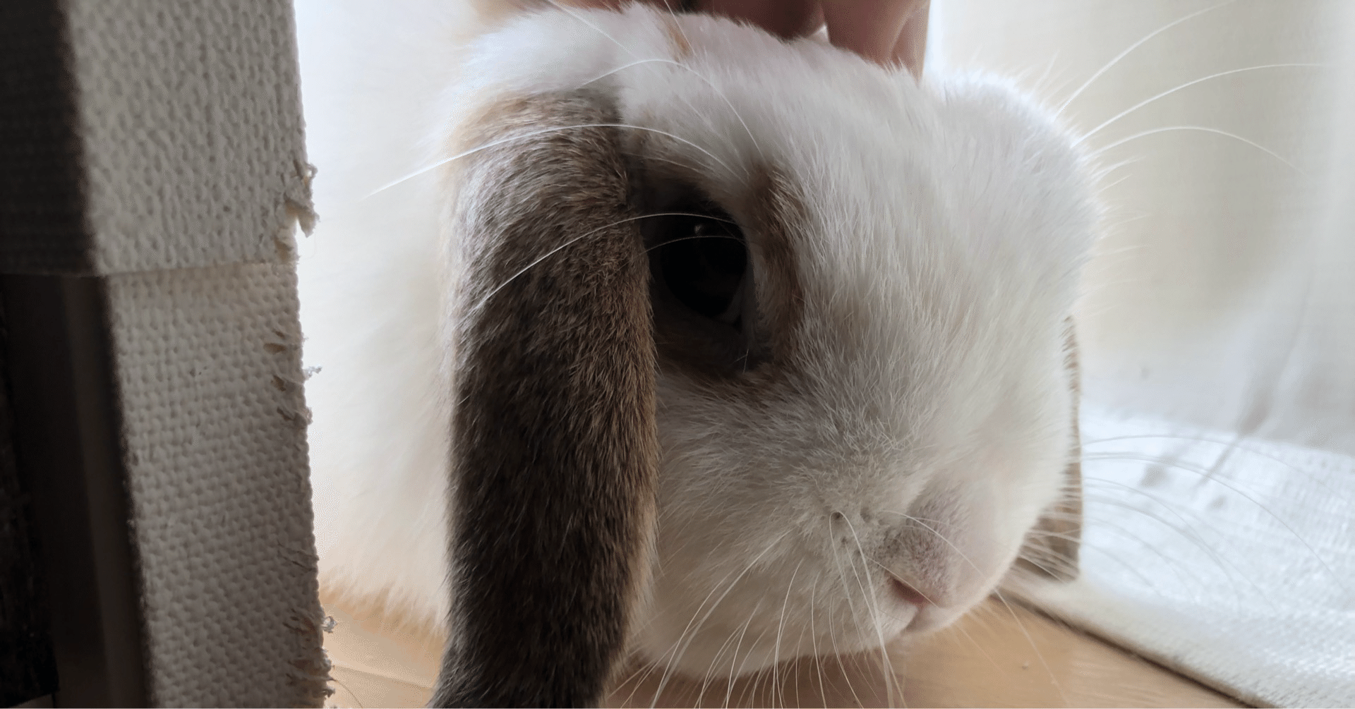 ARATA GAMMME RECORDS｜note