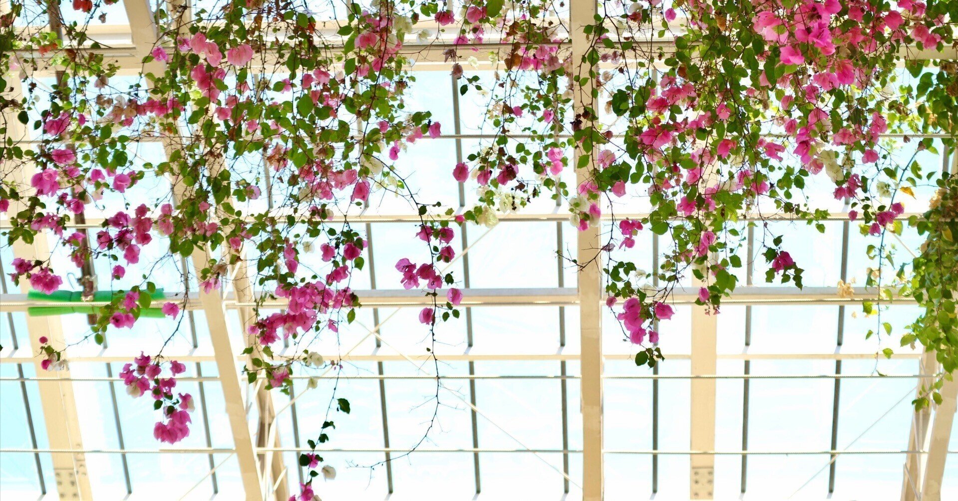 写真で癒す フォトセラピスト tsukimi f｜note