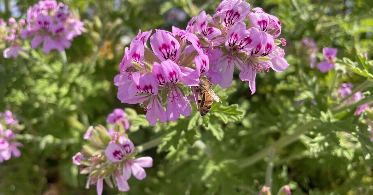 養蜂生活1123日｜yabusan（823）