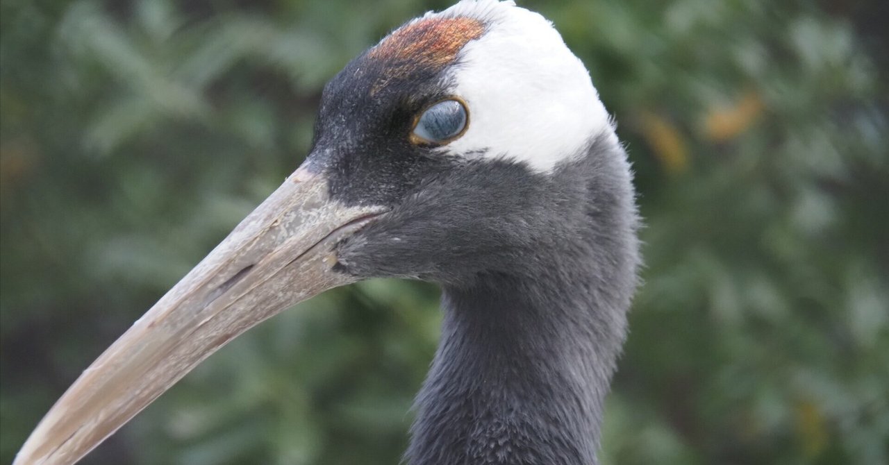 タンチョウ物語｜M_ayumi