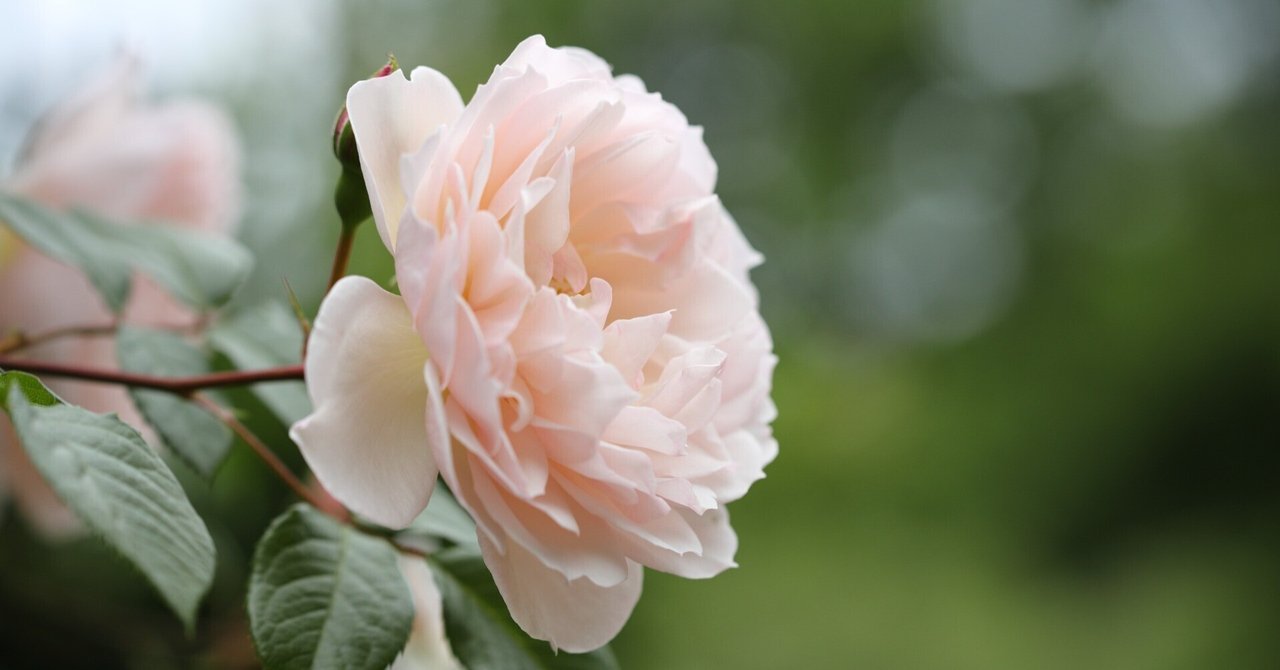 Strolling Ricky｜note