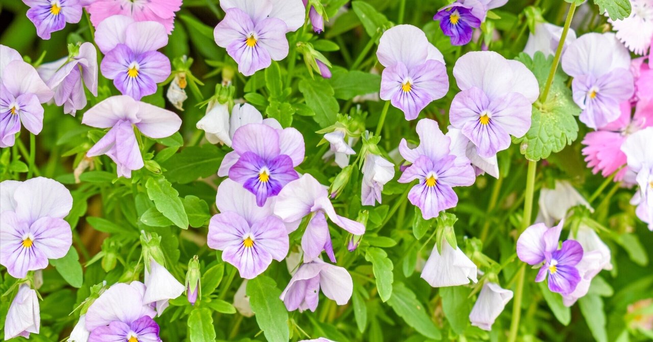 2024年5月18日（土）｜Honne Vlog