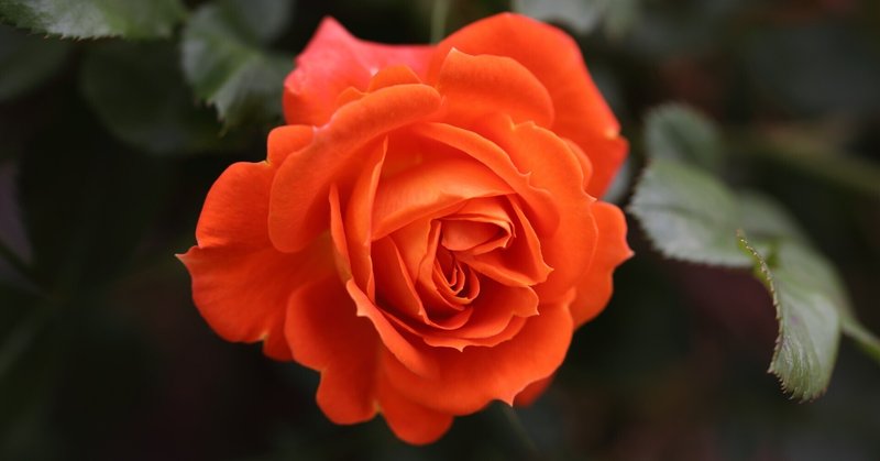 Strolling Ricky｜note