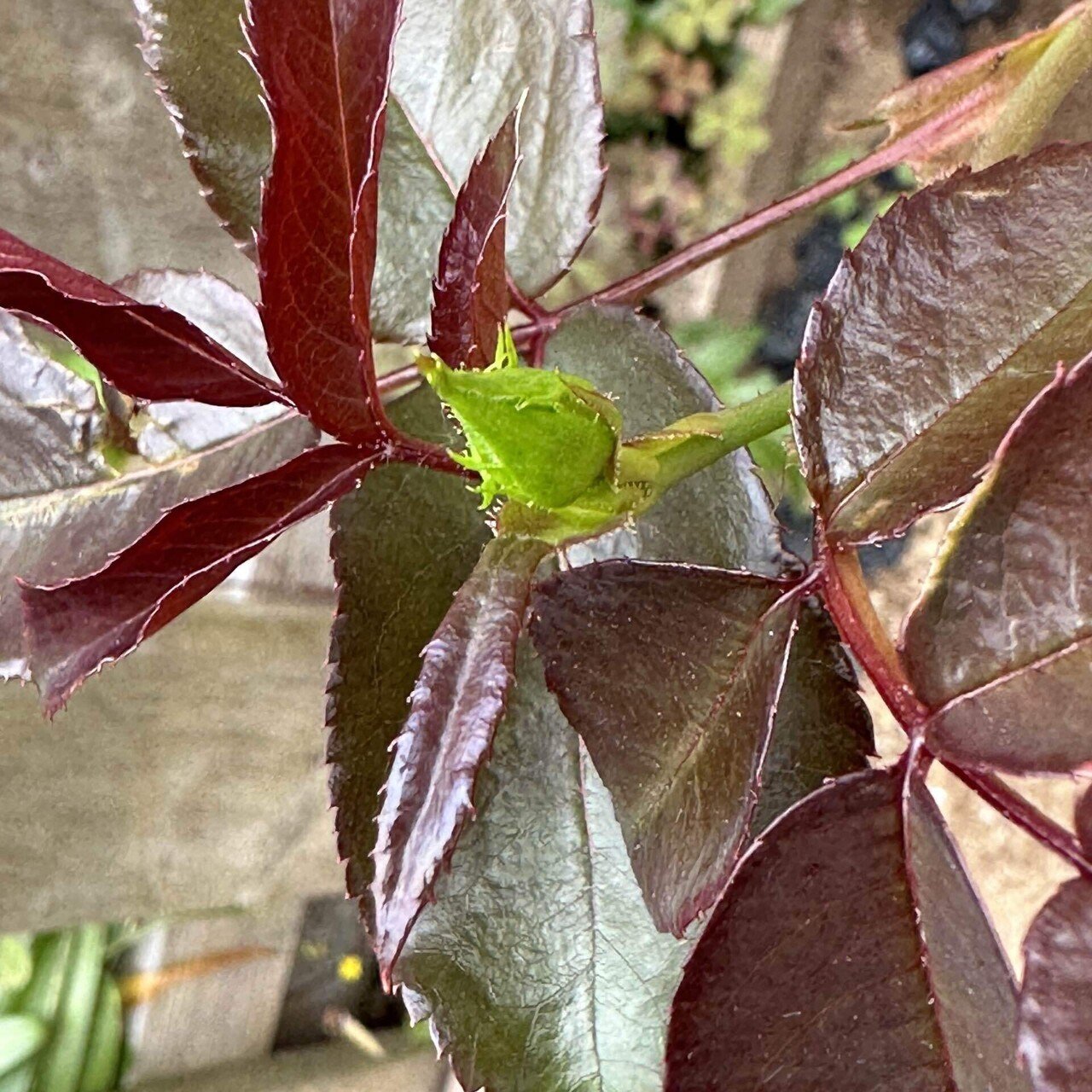 何の蕾だぁ｜kenji comp