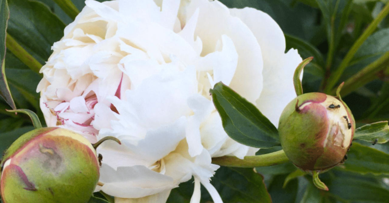 「物語をかきなさい」「語りなさい」と何度も頭に浮かんでくるのです。お花の星からやってきたエリンとパメラのお話｜IROIRO CREATIONS