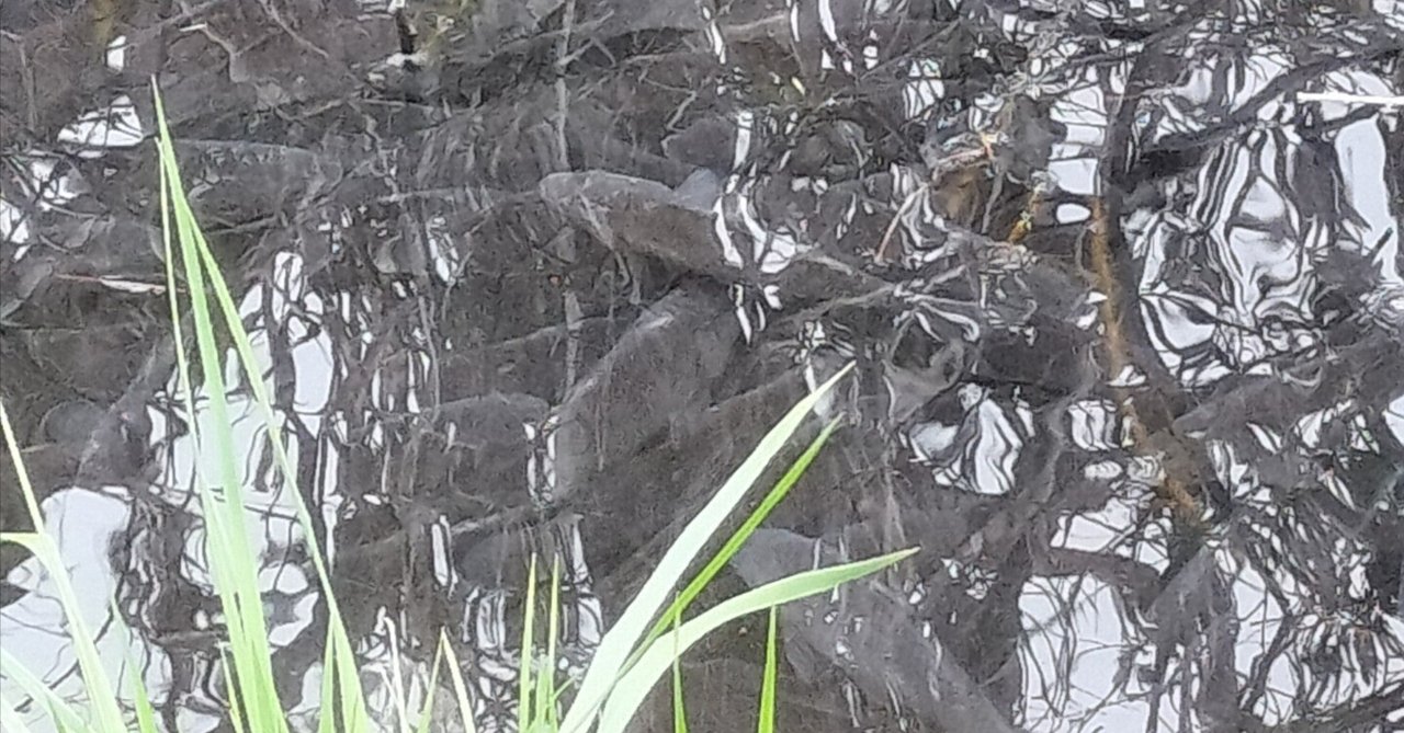 ハルは早春の幻に泳ぐ~Hal swims in the illusion of early spring~①｜Niboshi＃RPG