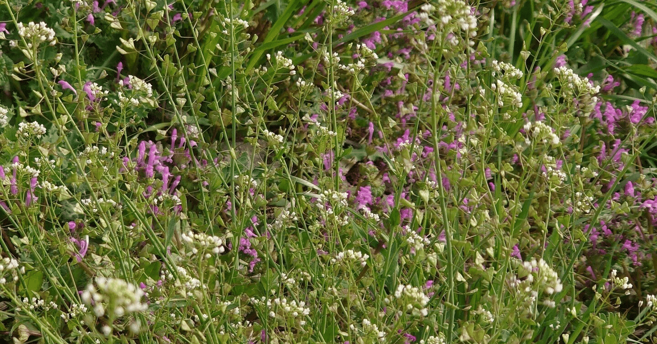 physica ° rino｜note