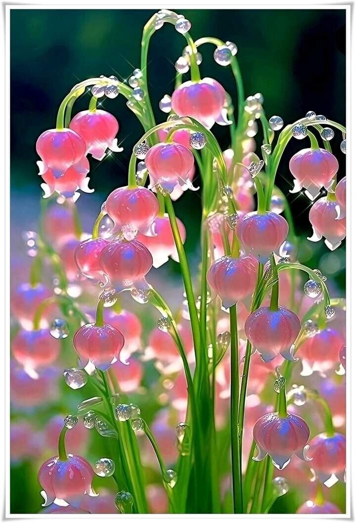 聖母マリアのベール👰 すずらん ｜warmnoel