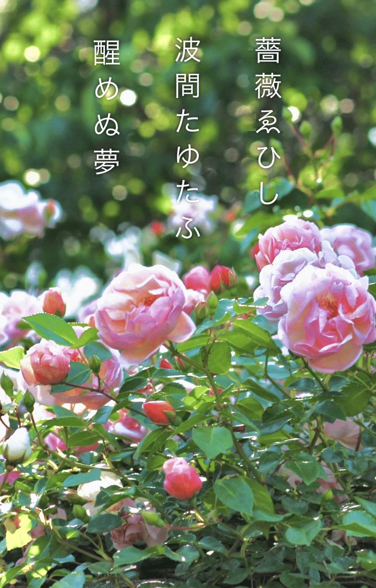 🌹薔薇に酔ふ｜micay_lala