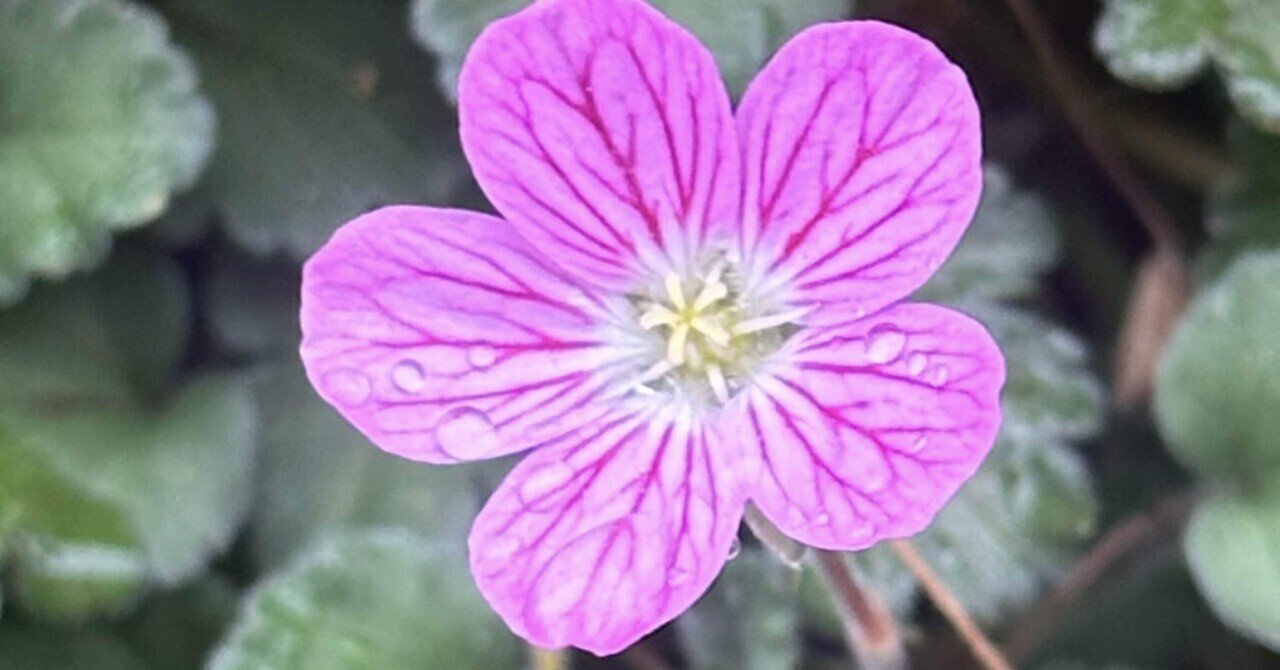 ERODIUM x VARIABILE 'BISHOP'S FORM'｜EGGSEED