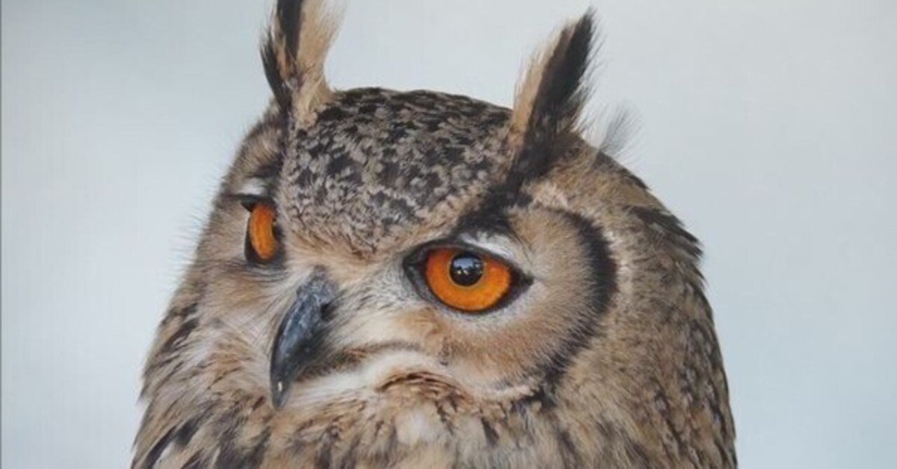 ベンガルワシミミズク物語｜M_ayumi